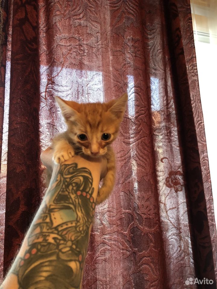 Котики