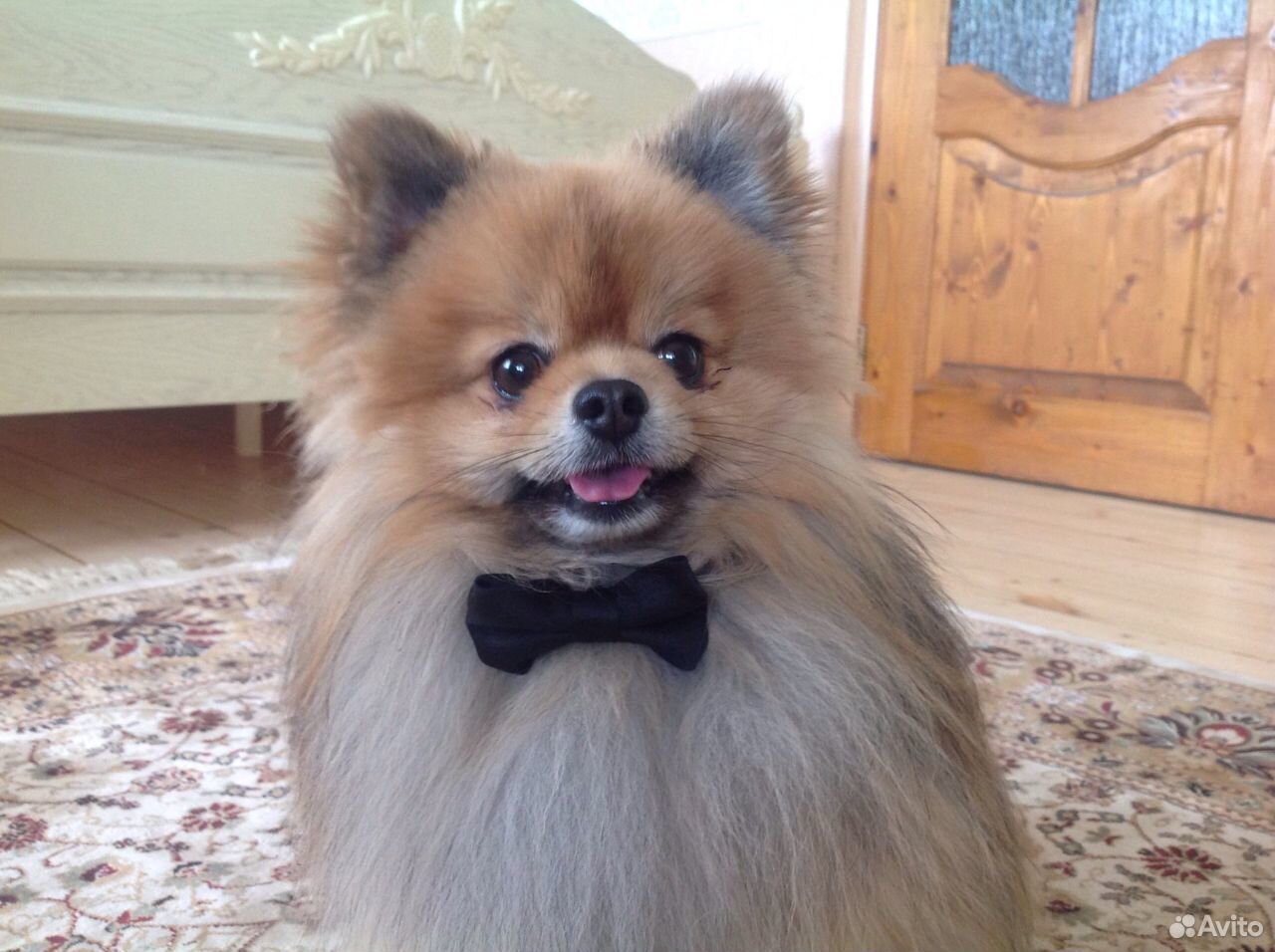 Шпиц, мальчик, вязка