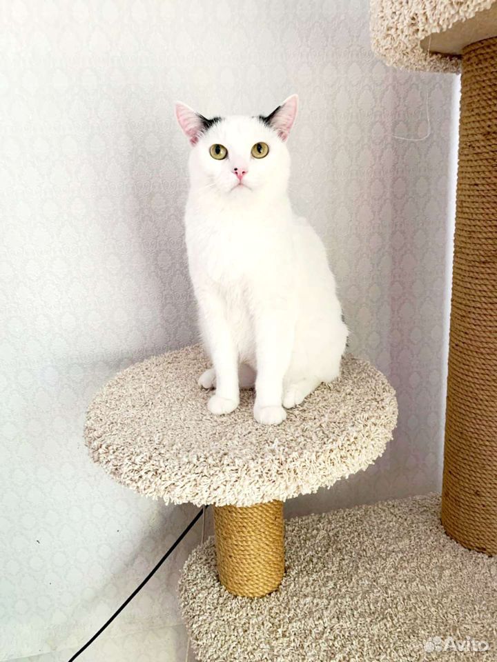 Отдам котика