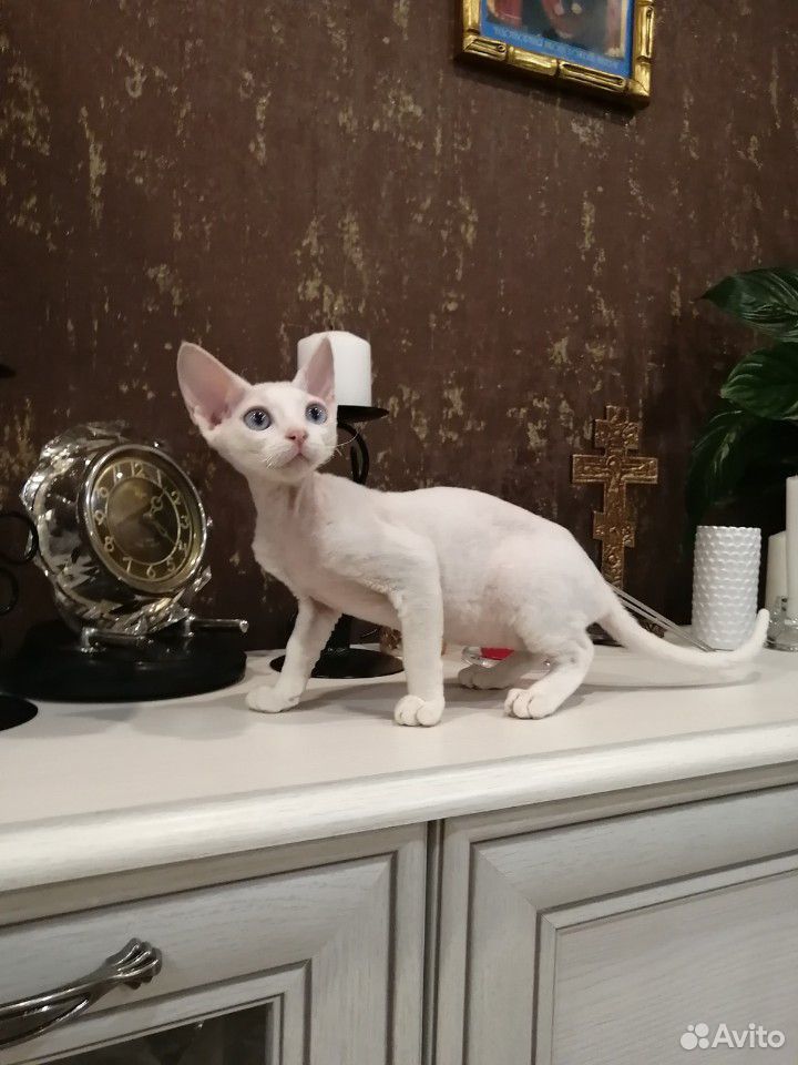 Котята девон-рекс разные