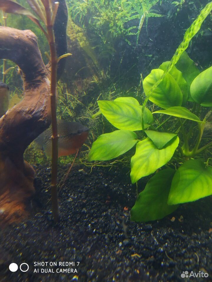 Продам рыбок