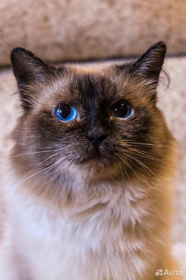 Ищем добрые руки