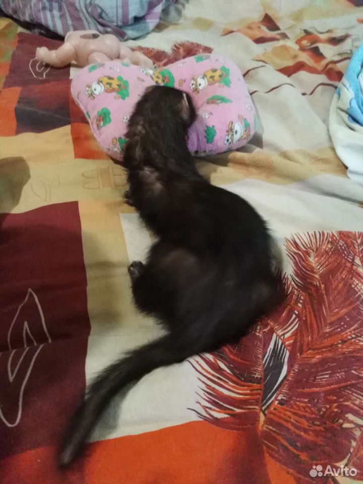 Продам хорька(девочка) 1год