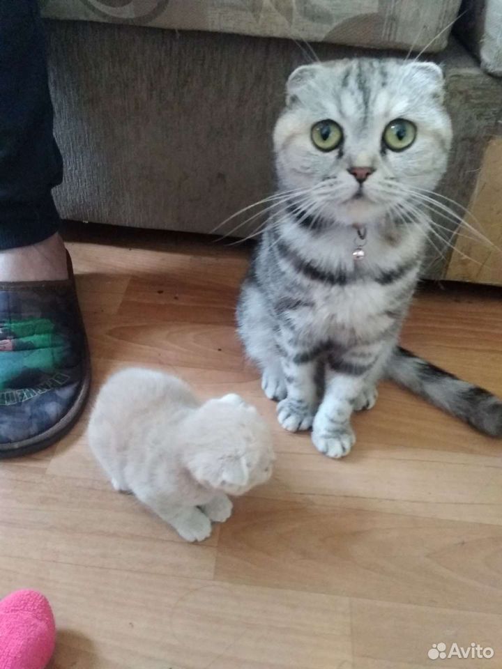 Шотландская