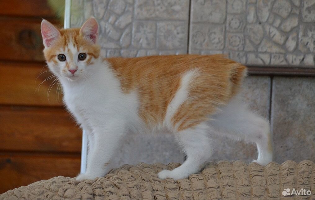 Котик Курильского бобтейла