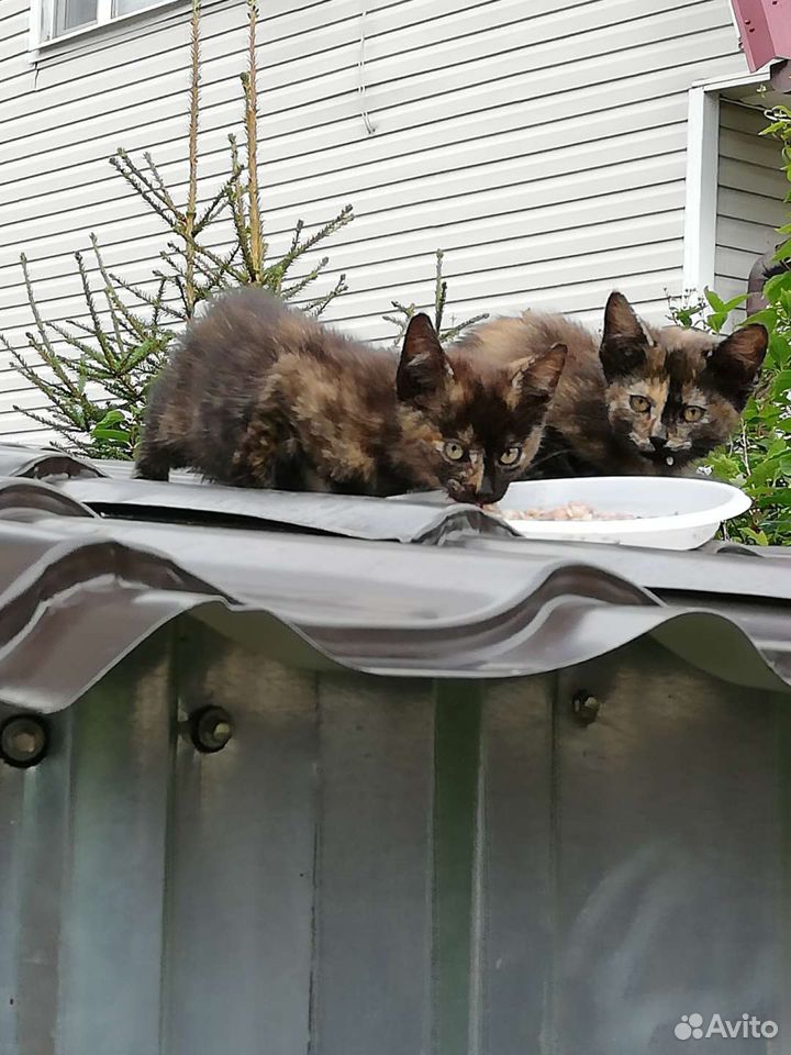 Два котёнка в добрые руки