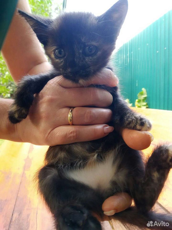 Котёнок прелестная девочка