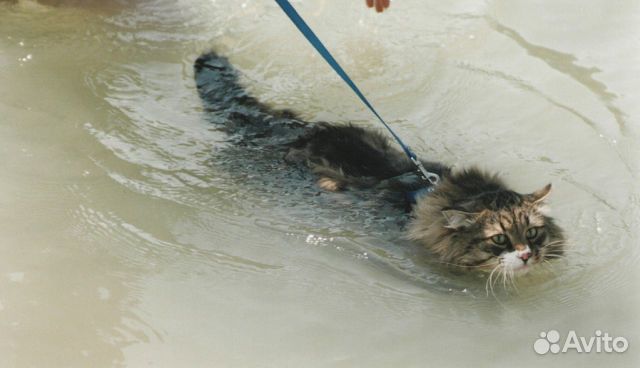 Возьму мальчика