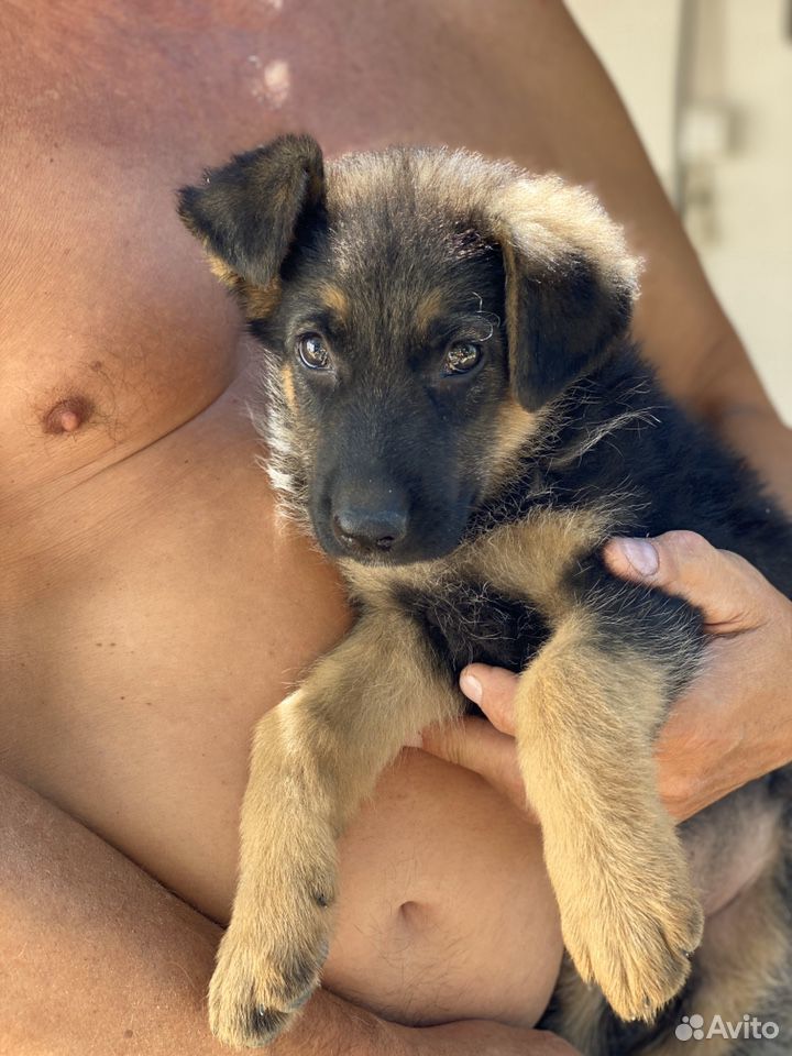 Немецкая овчарка