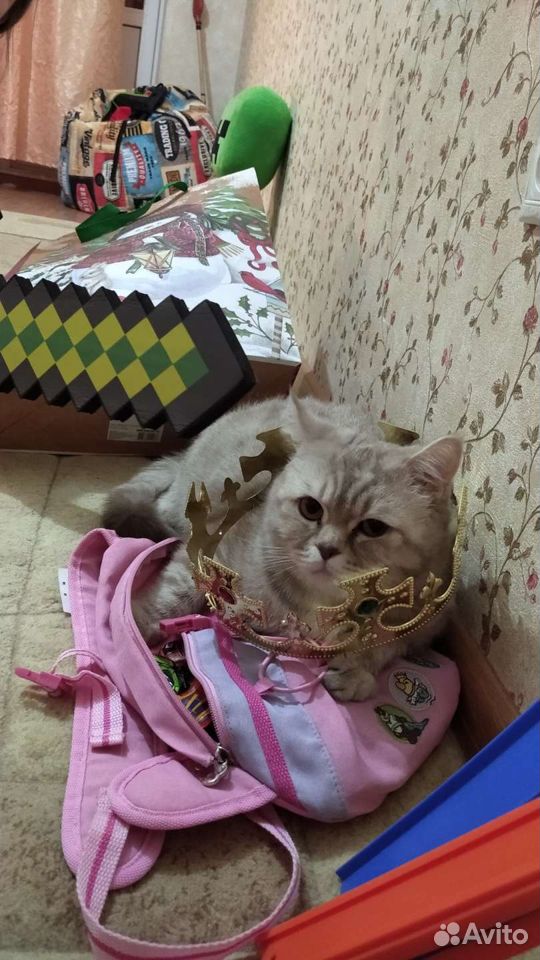 Шотландская прямоухая кошка