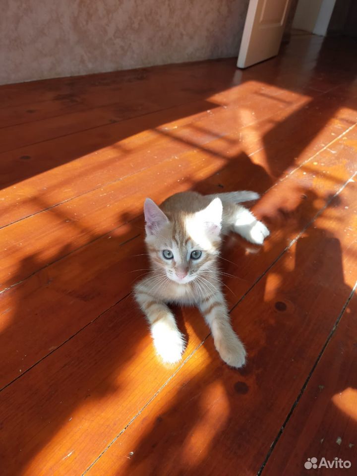 Котенок Рыжик мальчик 2, 5мес
