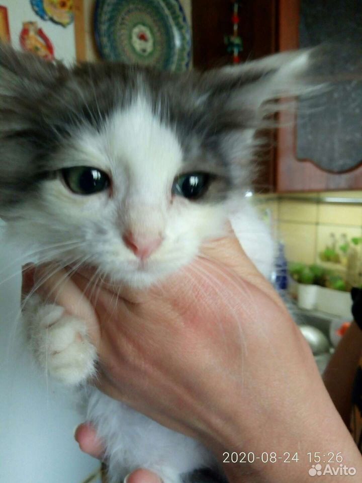 Кошка