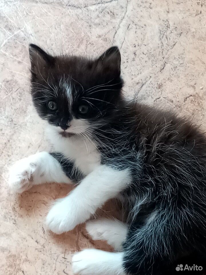 Котята