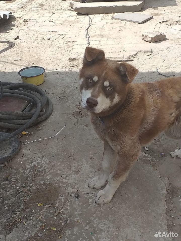 Хаски