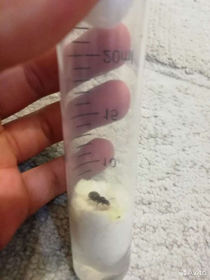 Продаю Матку. Lasius niger