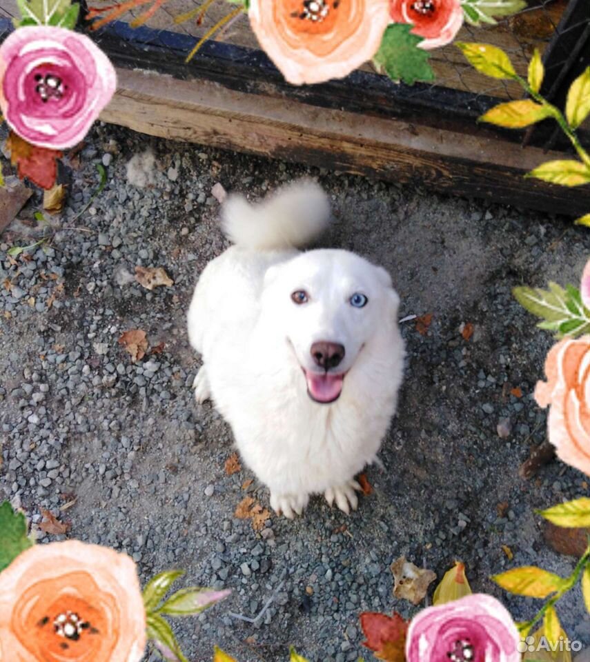 Щенки западно-сибирская лайка + хаски