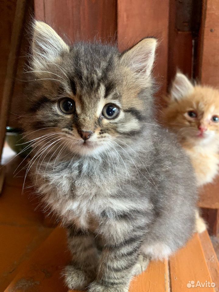 Котята 1,5 месяца