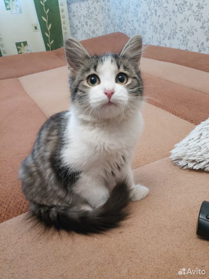 Кот
