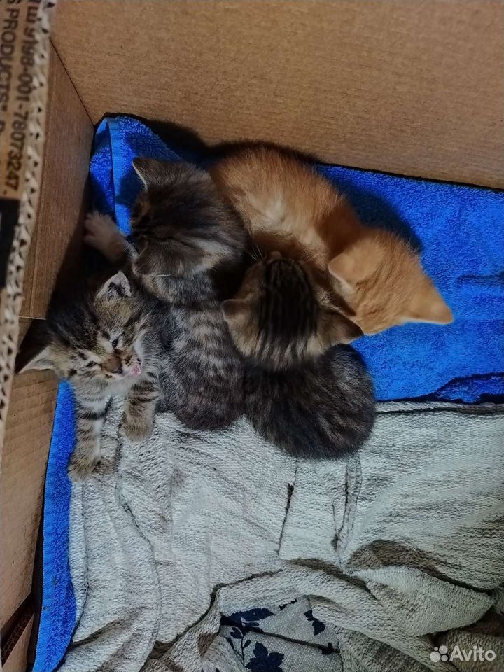 Котята с матерью кошкой в добрые руки