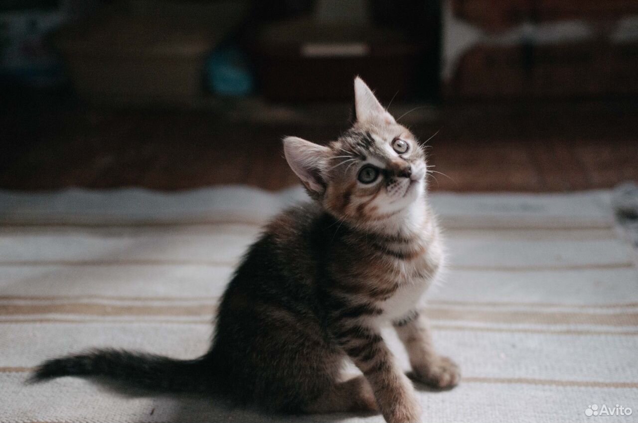 Чудеснейшая котёнок-девочка Скоро 2 месяца