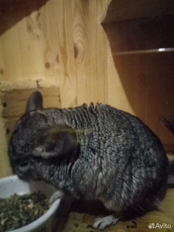 Шиншила с клеткой