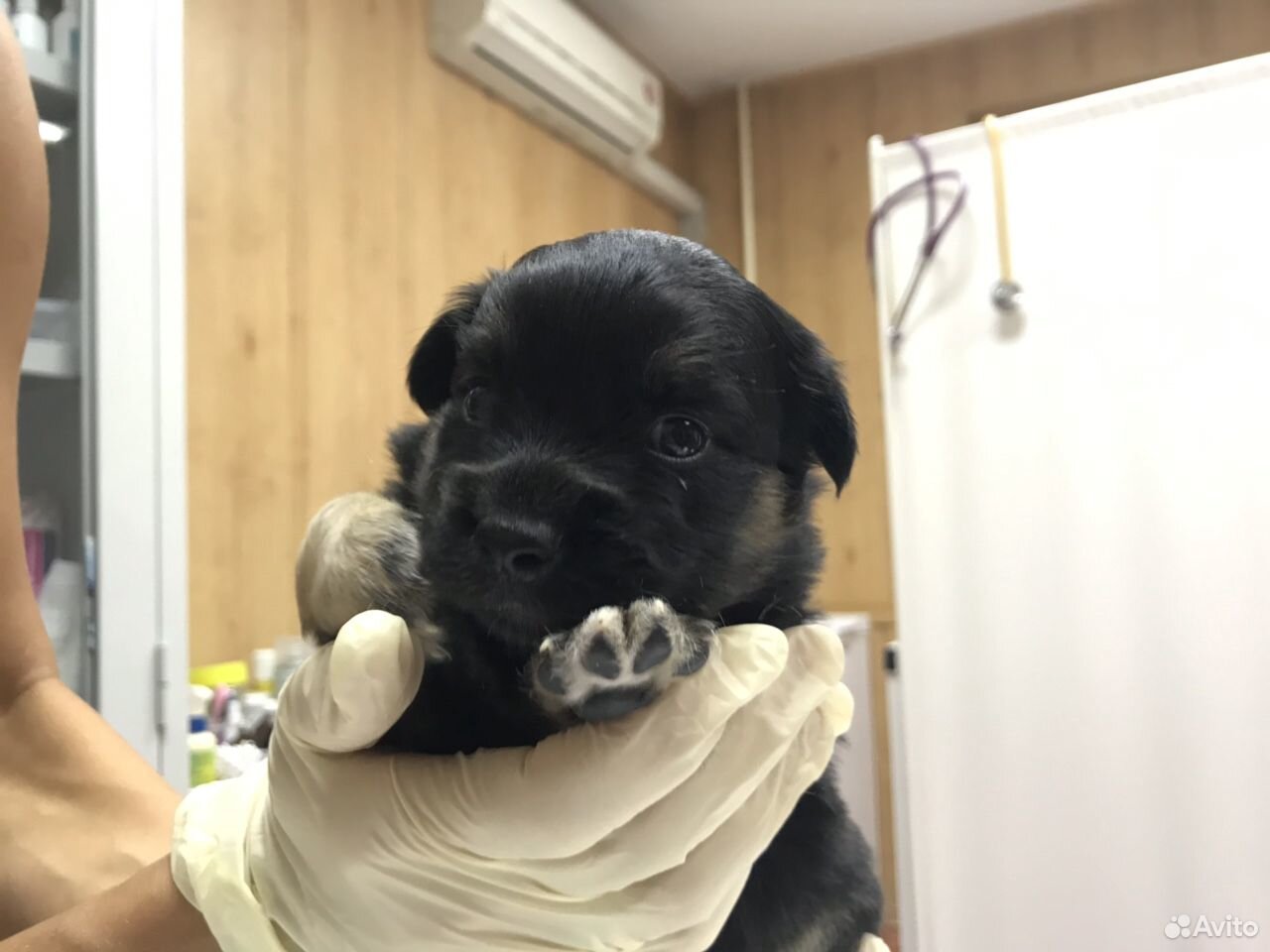 Отдаются щенки вырастут небольшими, на фото мама с