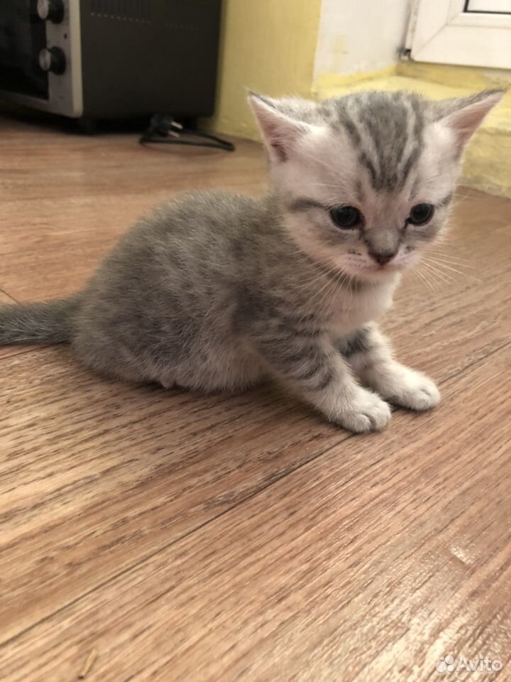 Британская крошка