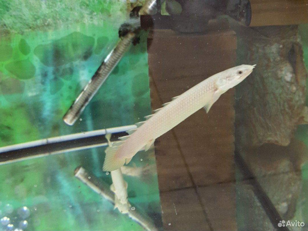 Полиптерус синегал