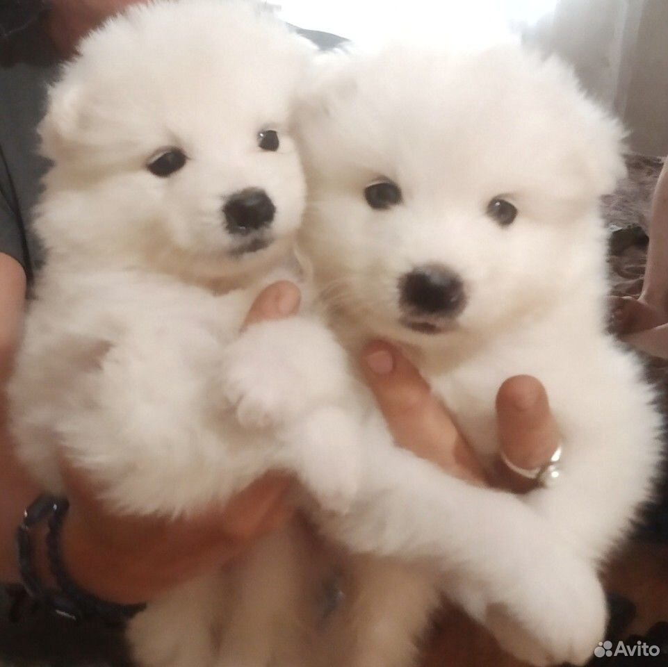 Самоедская лайка