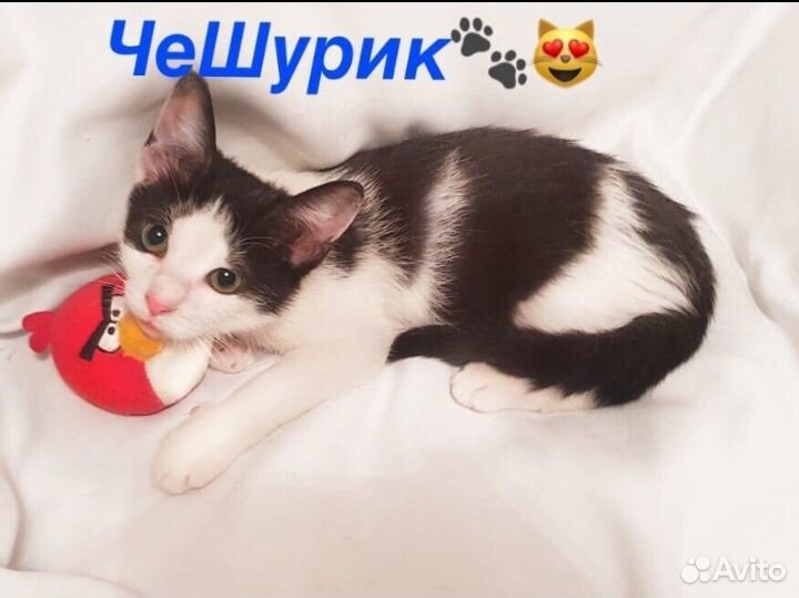 Котенок в добрые руки