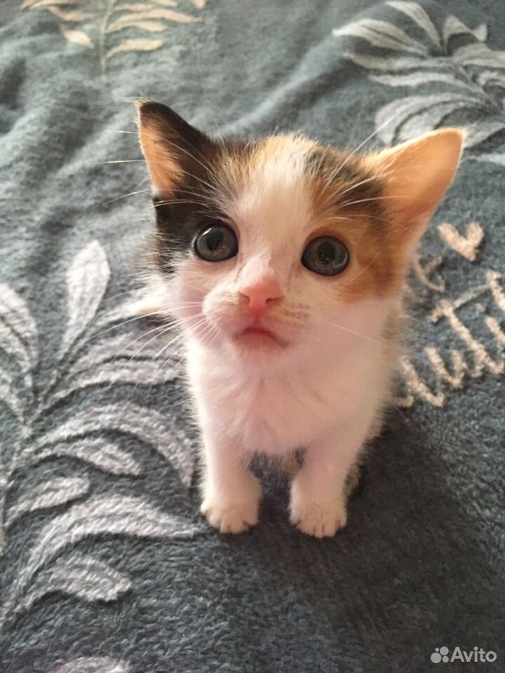 Маленький красивый котёнок