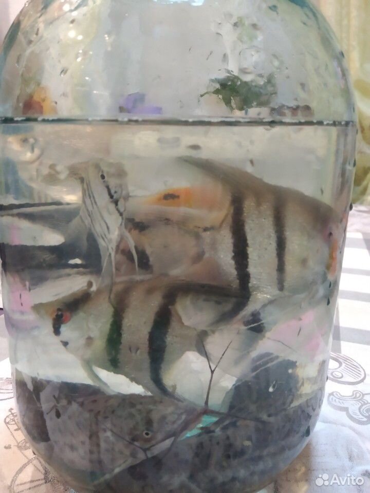 Продаются скалярии