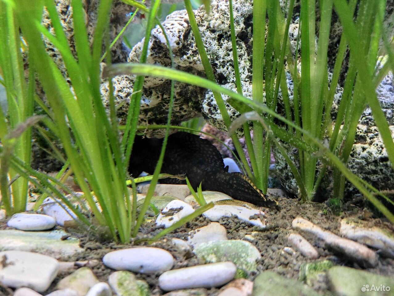 Сом парчевый