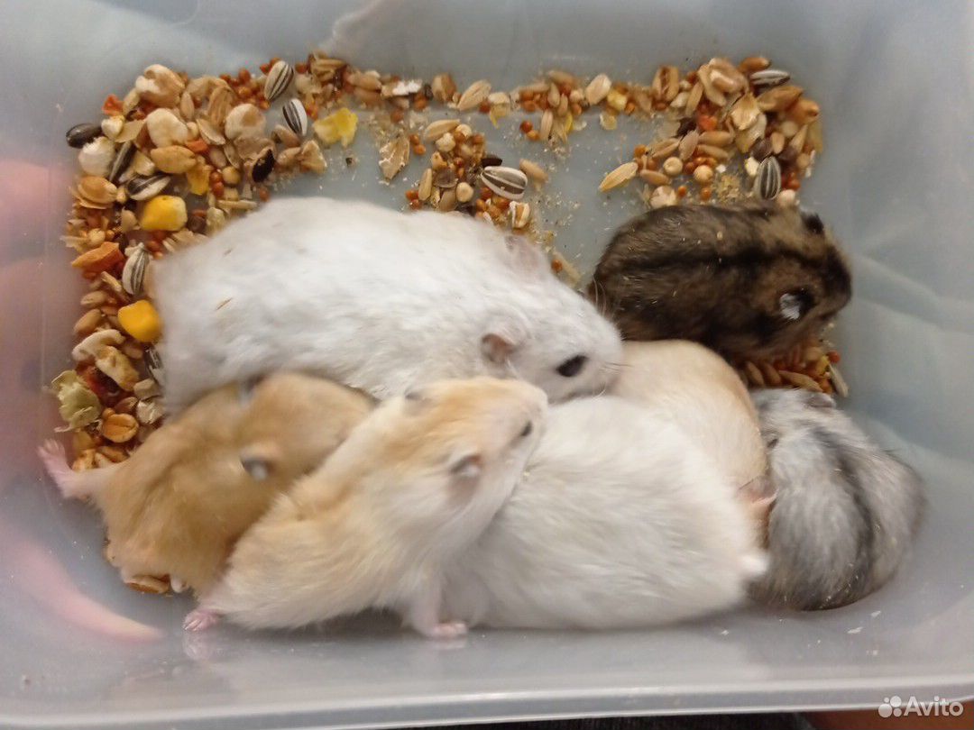 Хомячки