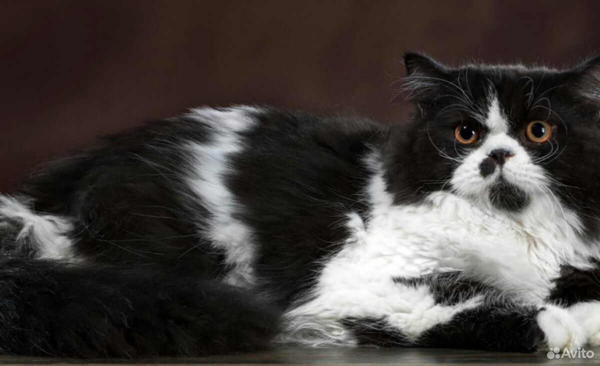 Вязка.услуги кота