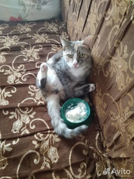 Ласковая кошечка Сима