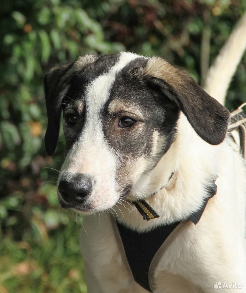 Глория. Молодая собака. Бесплатно