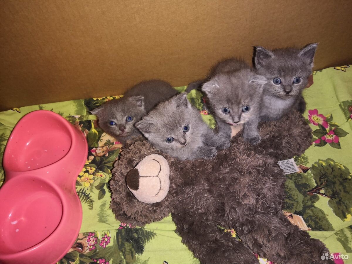 Котята от британской кошечки