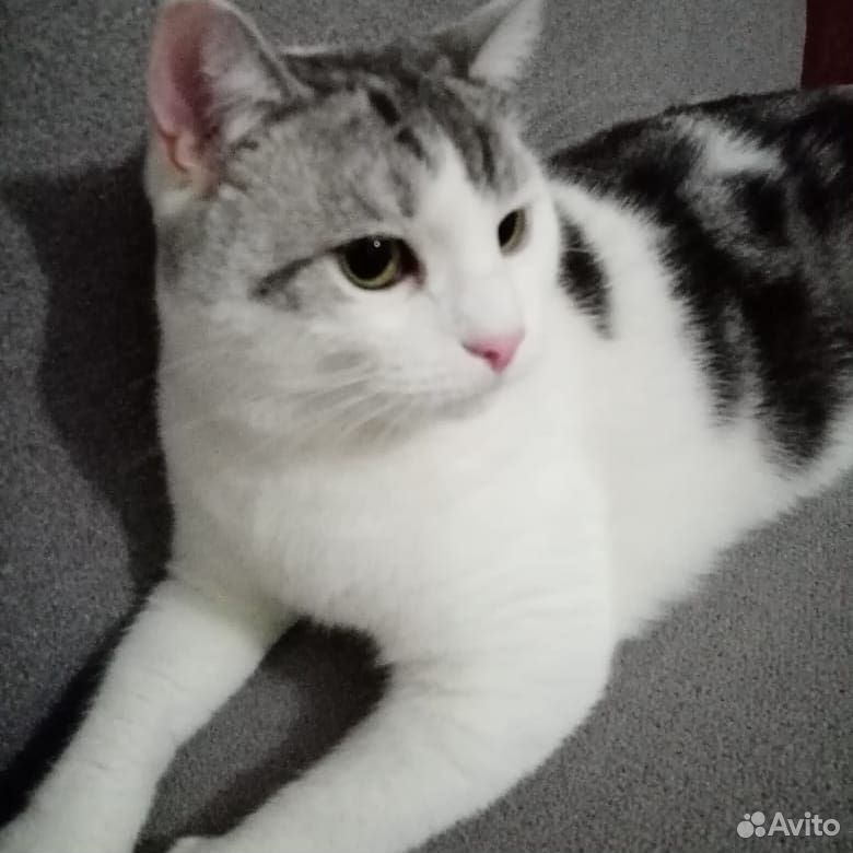 Шотландский Красавчик в дар