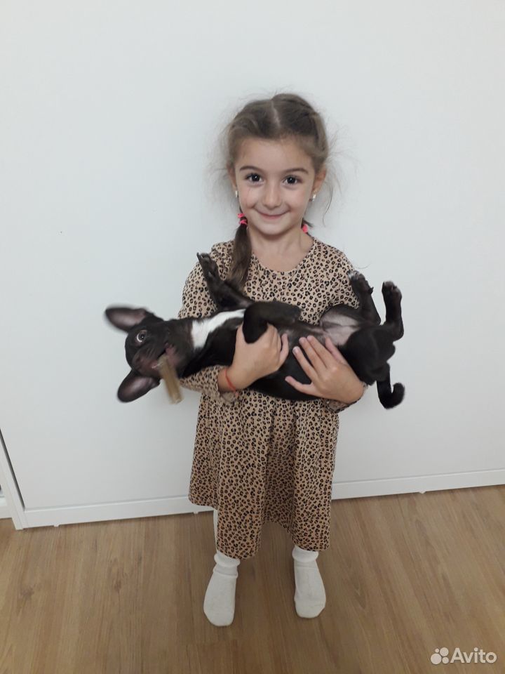 Собачка коричневый Чихуа