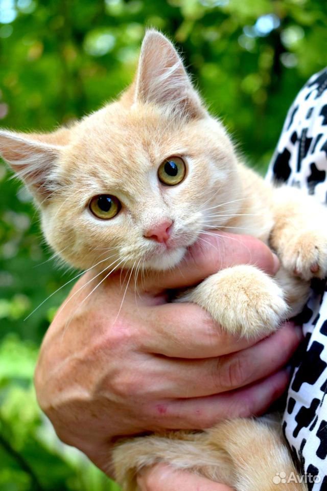 Котенок Тимка. 5 месяцев