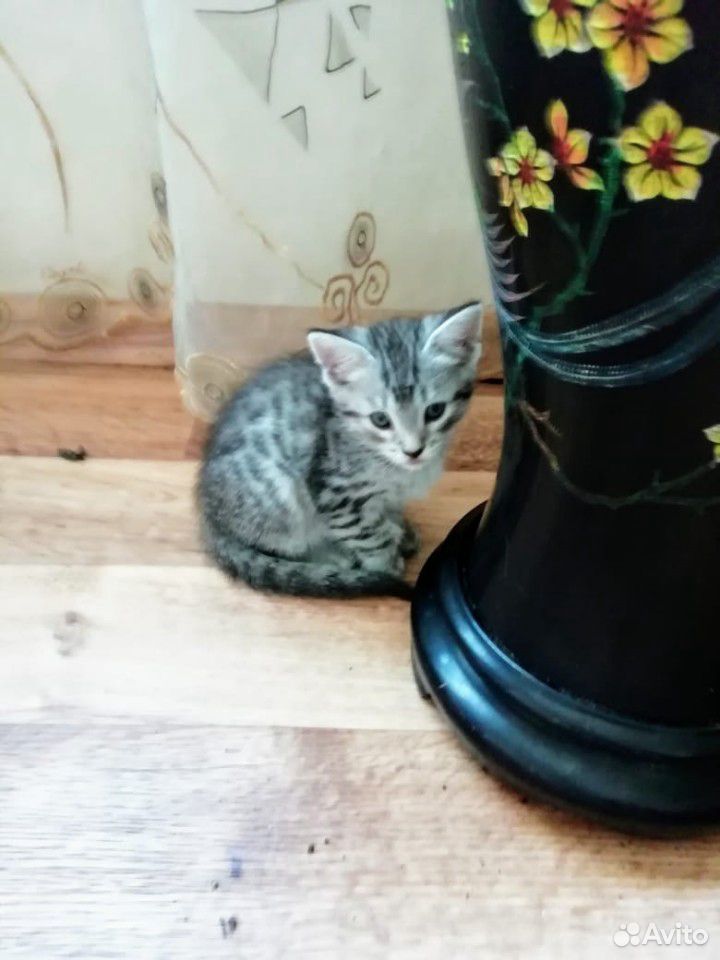 Котик 1.5 месяца