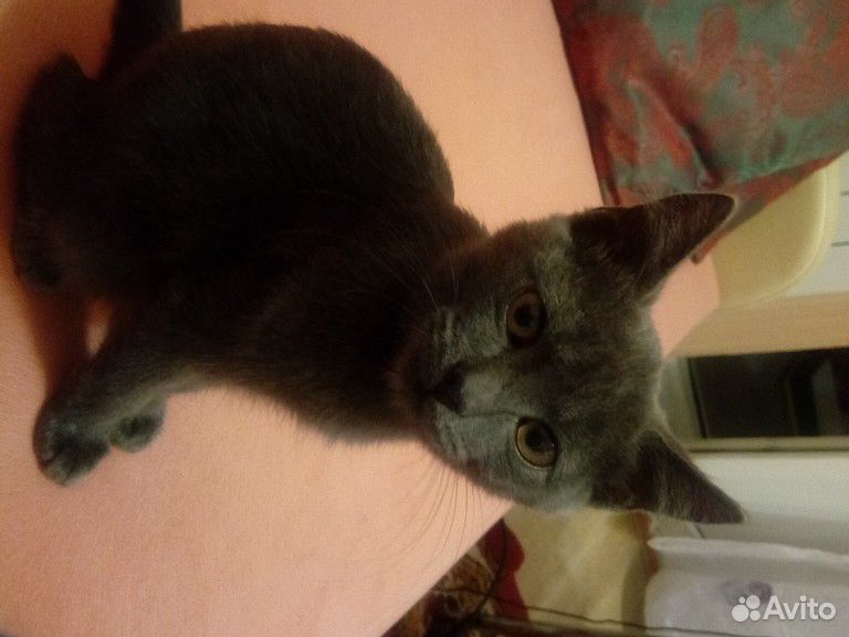Котенок мальчик британец ласковый