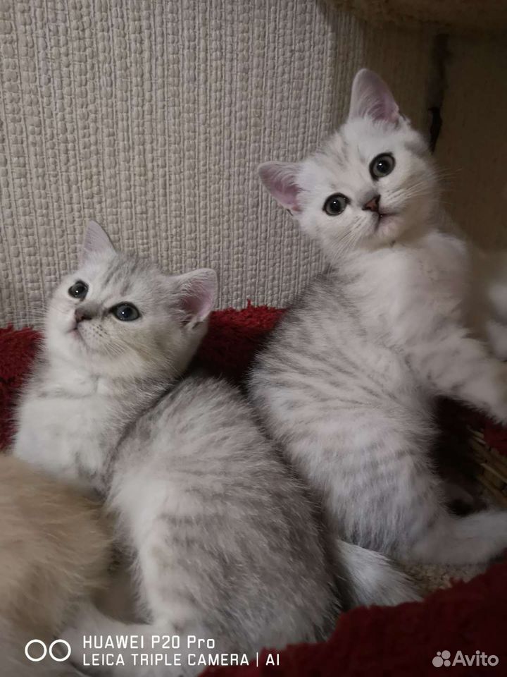 Шотландская