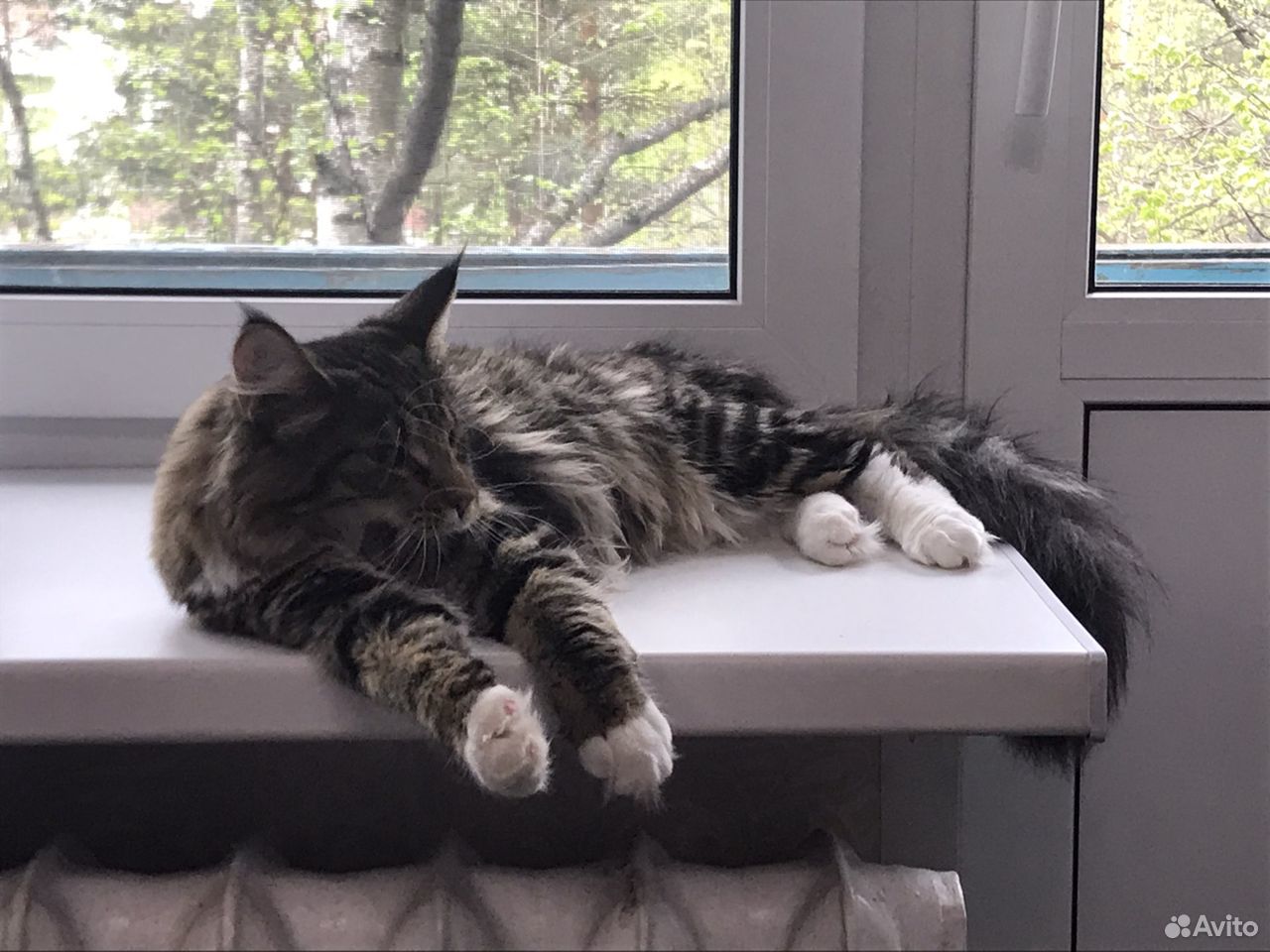 Норвежский лесной кот из питомника