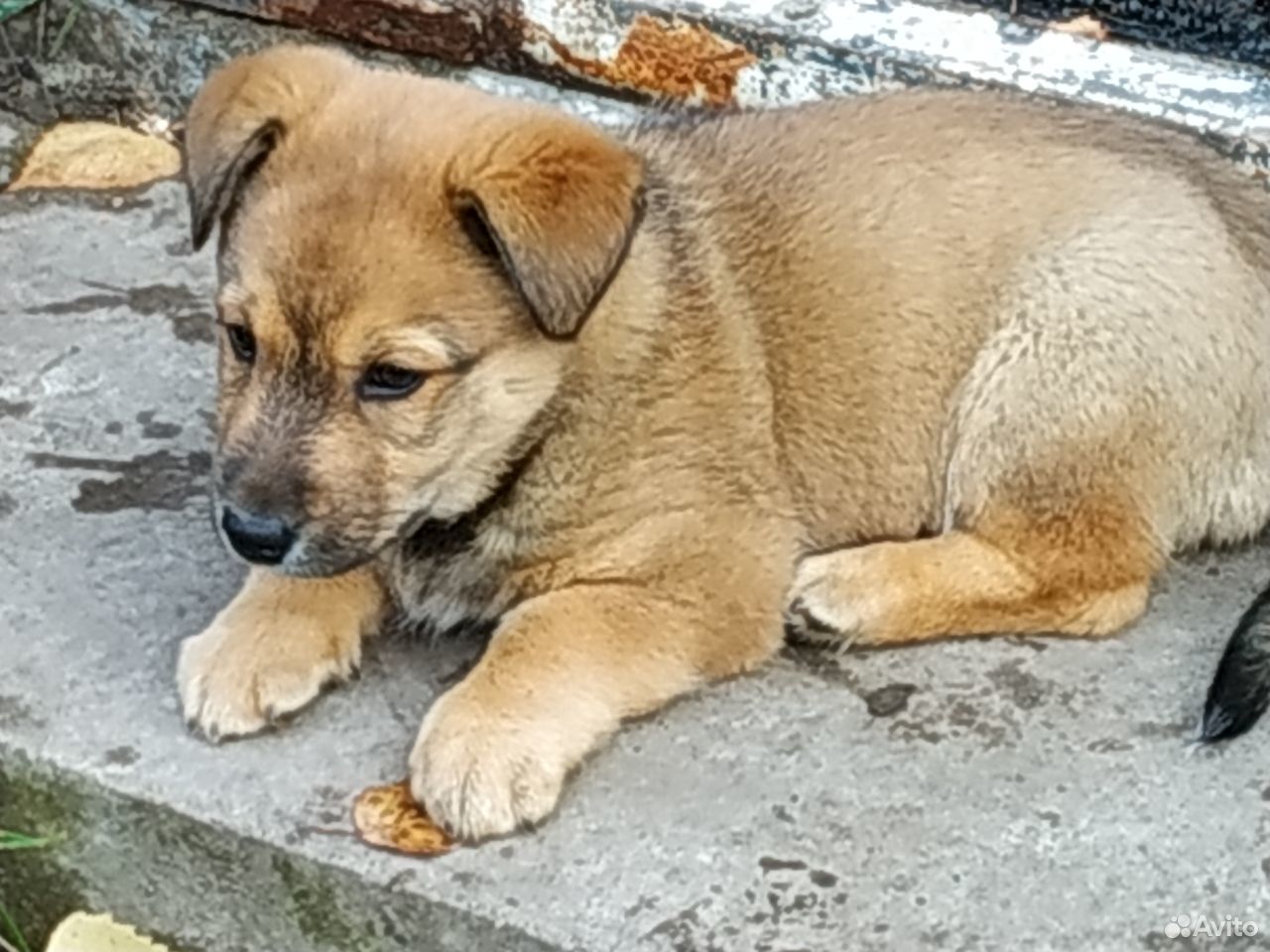 Отдам щенка