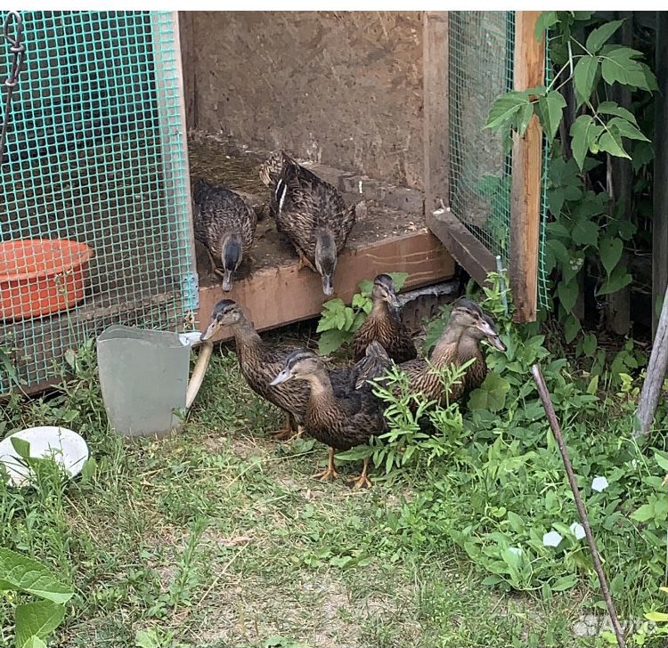 Охота рыбалка сельхоз