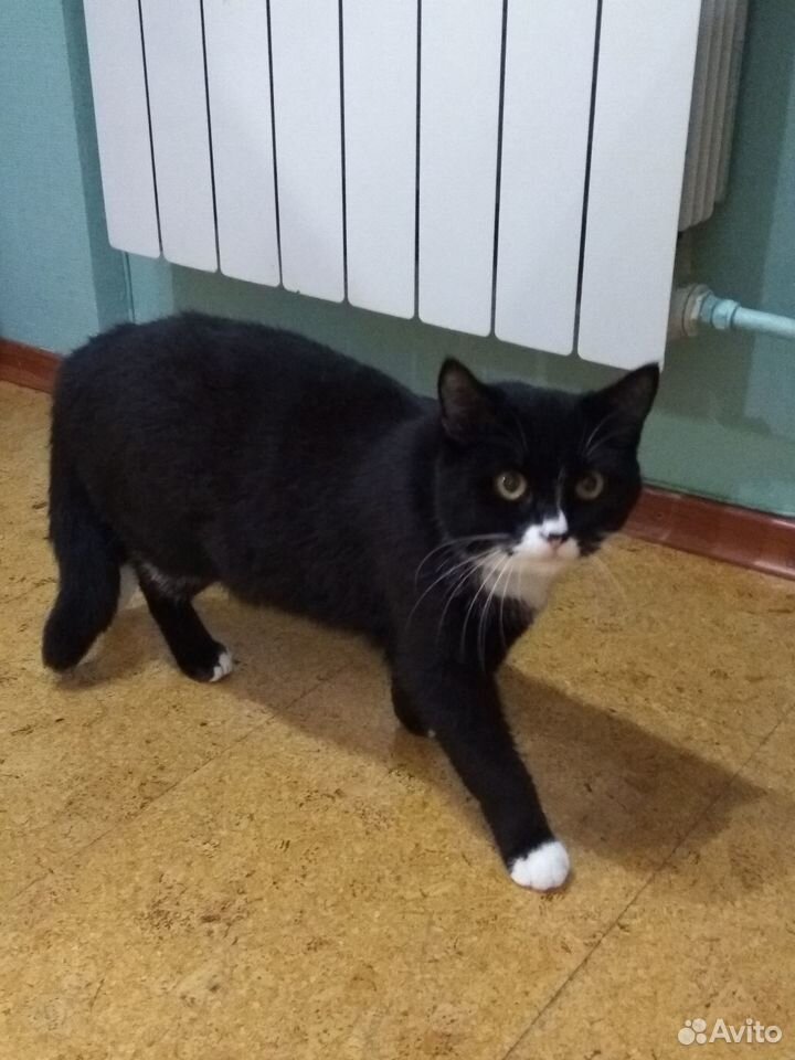 Пристроим в добрые руки прекрасную кошечку