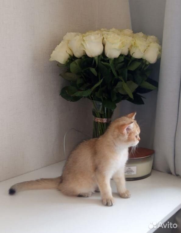 Британский котёнок окрас золотистая шиншилла