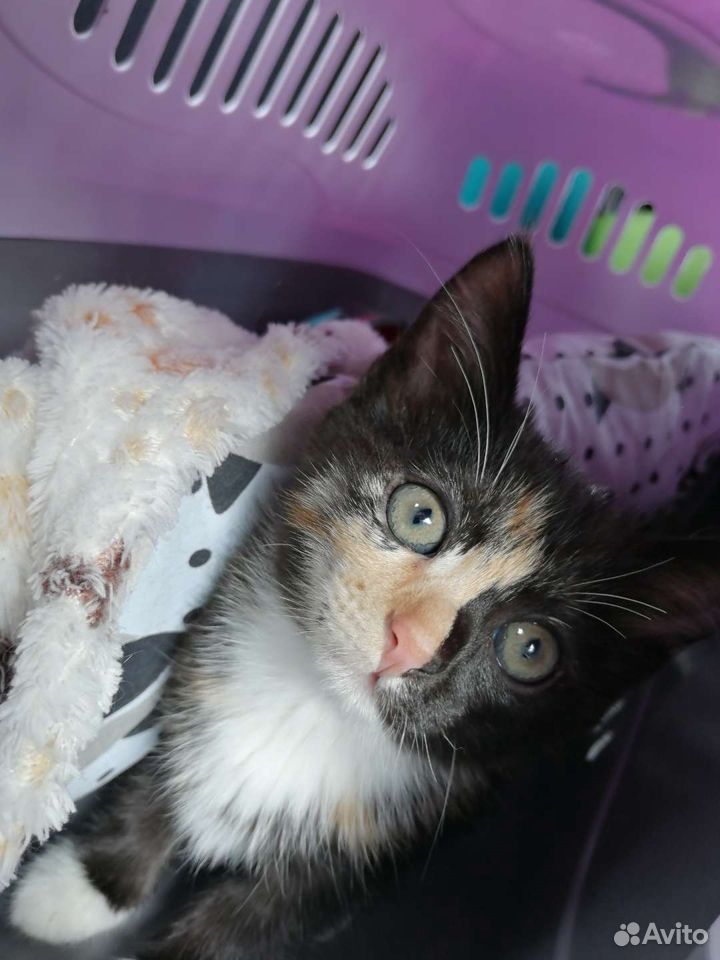 Кошка